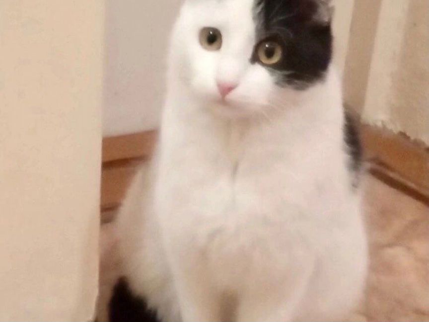 Котик молодой красавчик