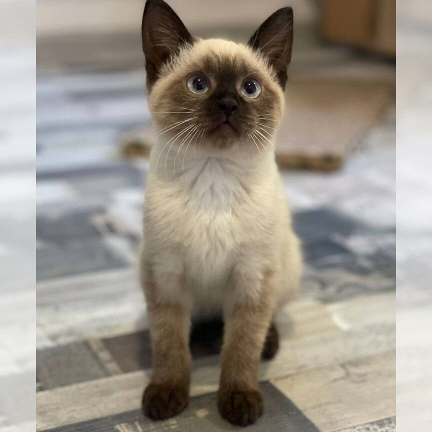 Котенок тайский девочка