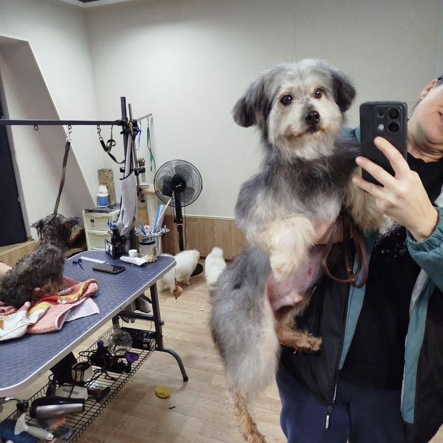 Ищет дом Джем