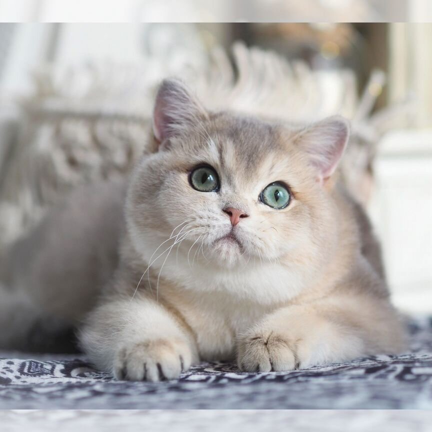 Котята британская золотая шиншилла