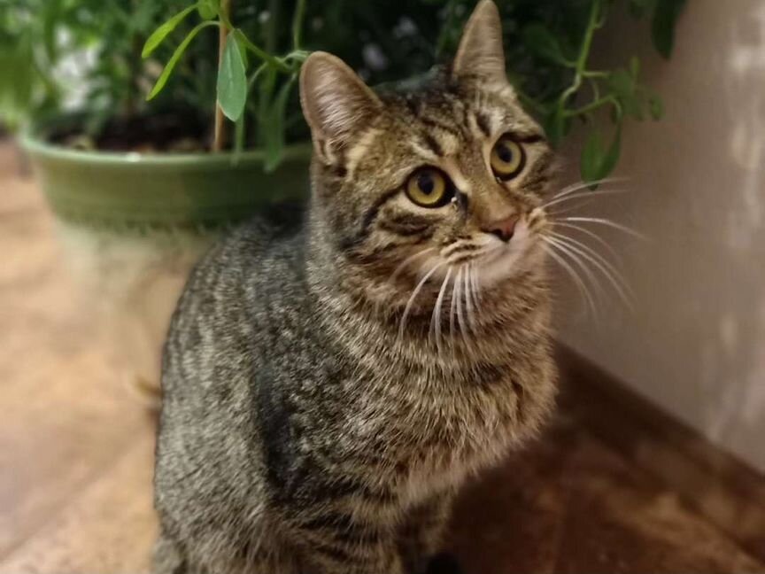 Котик в добрые руки