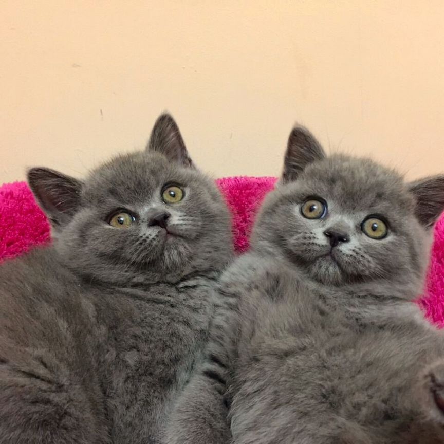 Шотландская голубая