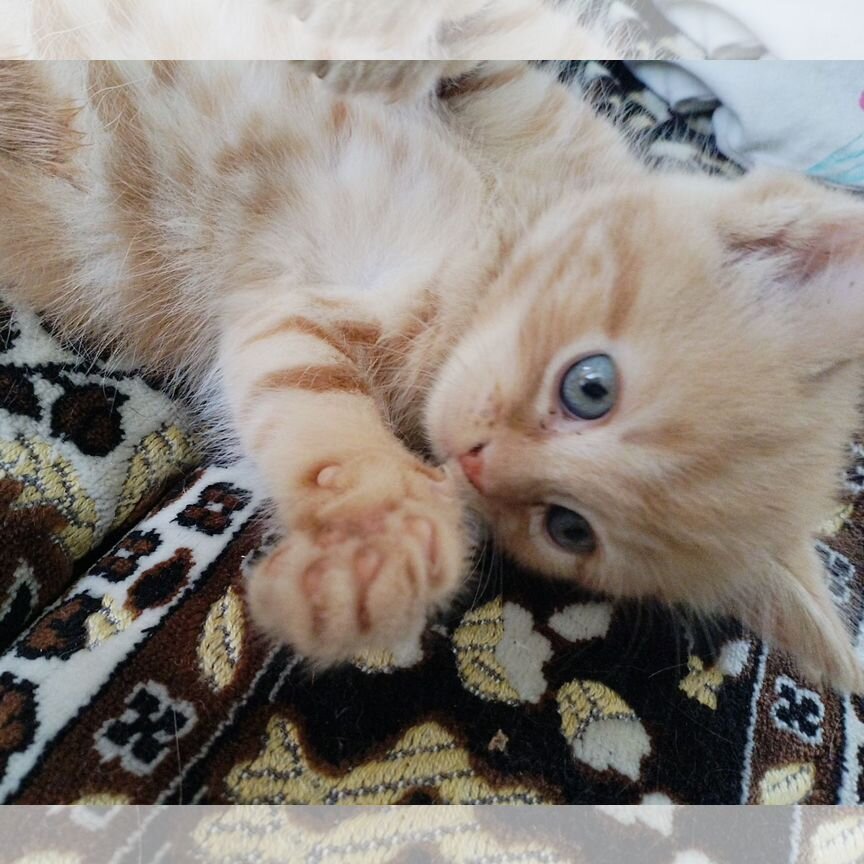 Котёнок в добрые руки
