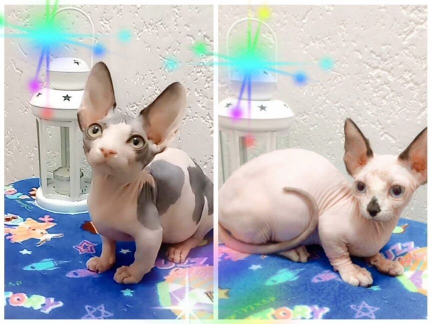 Малыши бамбишата