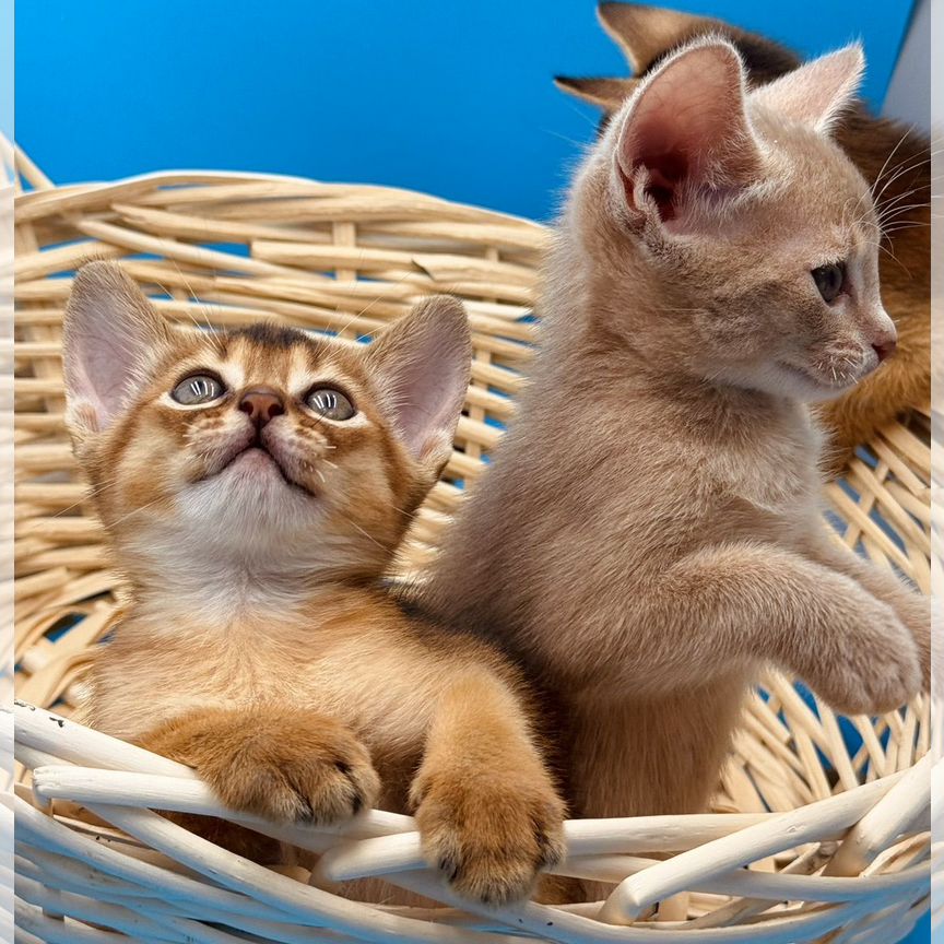 Абиссинский котёнок