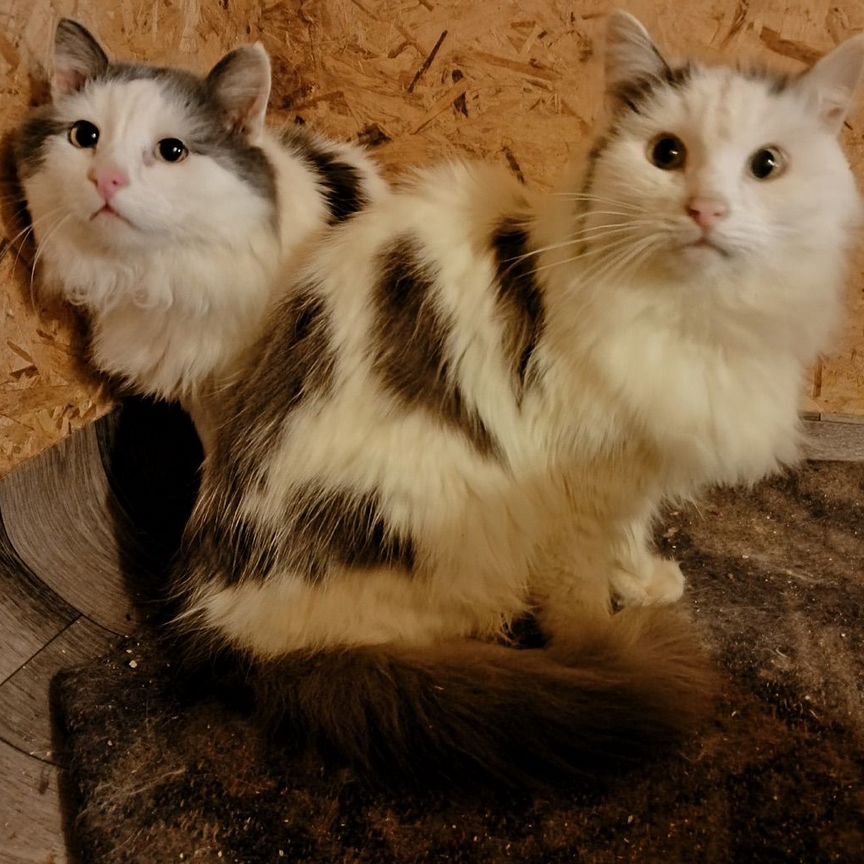 Взрослый кот в добрые руки