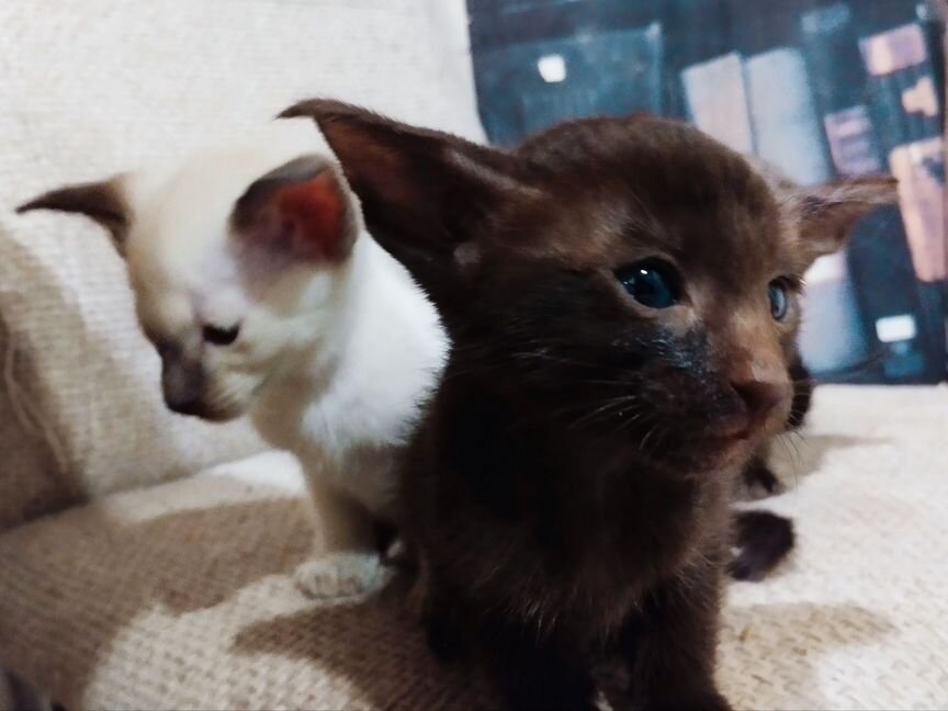 Ориентальная