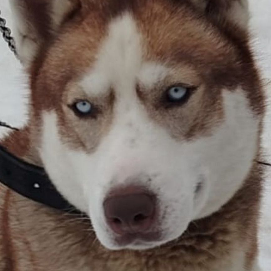 Сибирский хаски в добрые руки