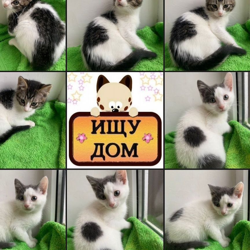 Котята мальчики