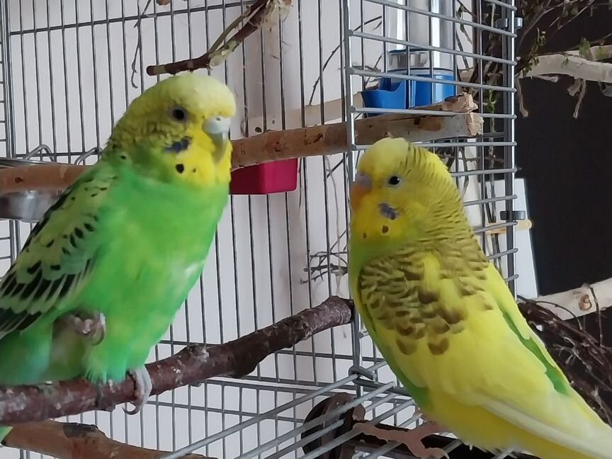 Волнистый попугай ручной