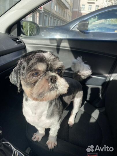 Ши-тцу в добрые руки