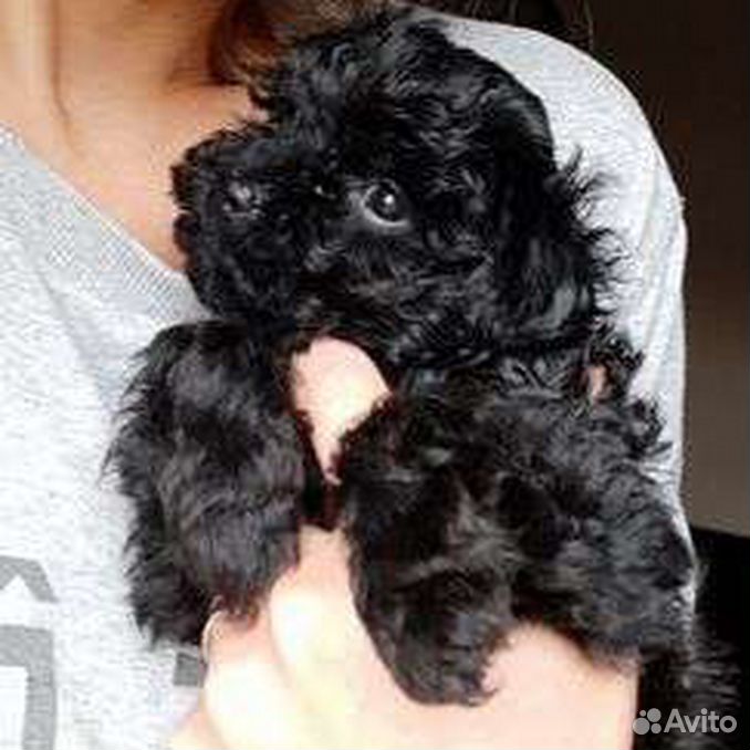 Крошки Мальтипу