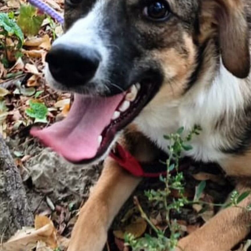 Щенки в хорошие руки. Привезу везде