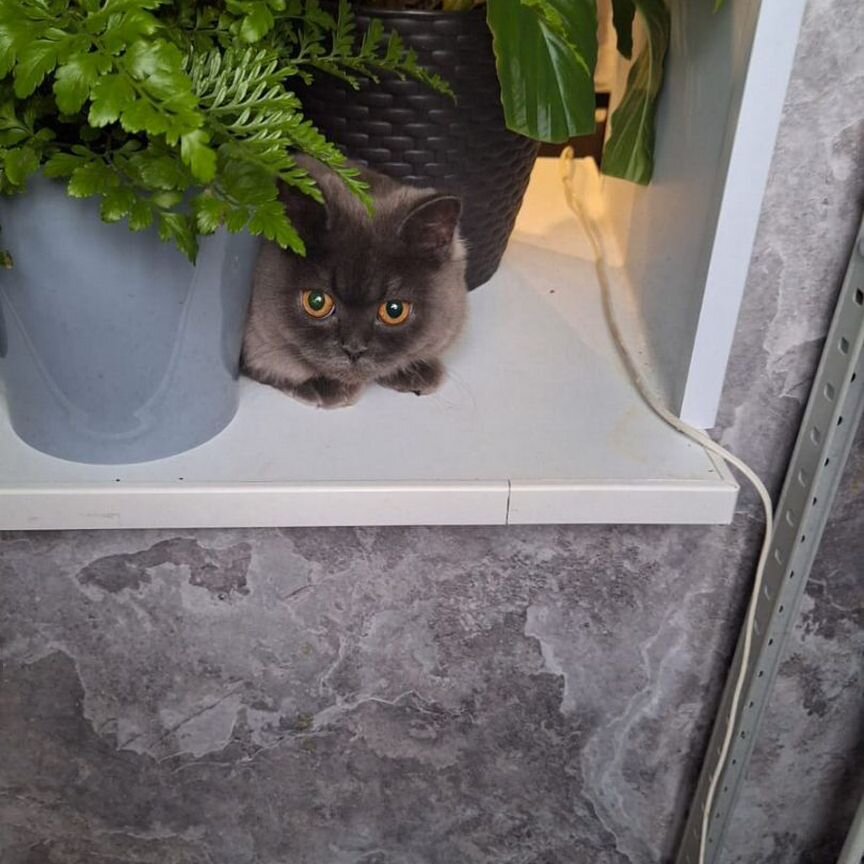 Шотландская кошечка
