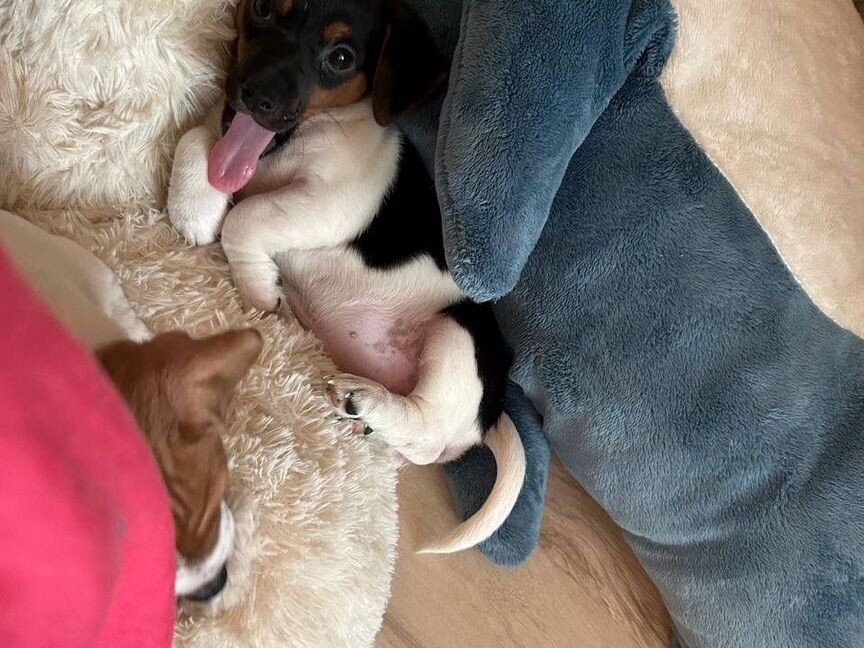 Щенок джек рассел терьер