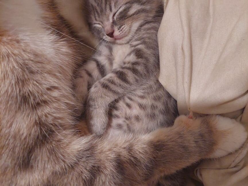 Котята в добрые руки