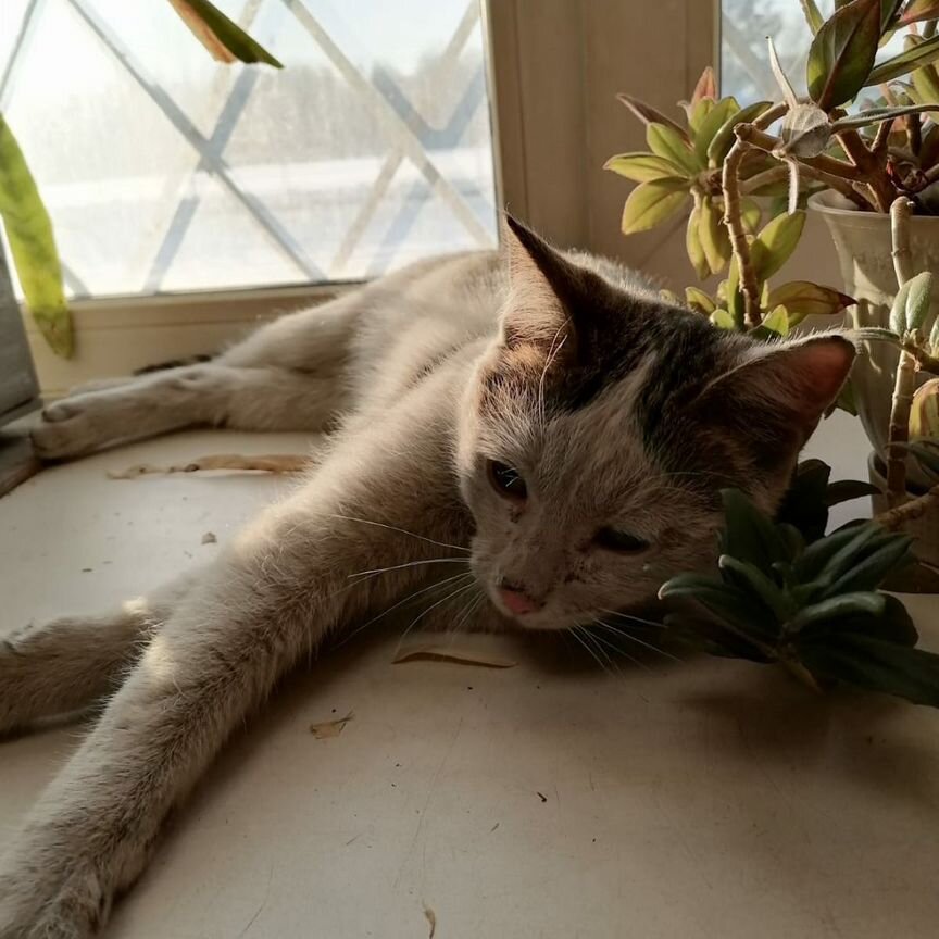 Котик живёт на заводе