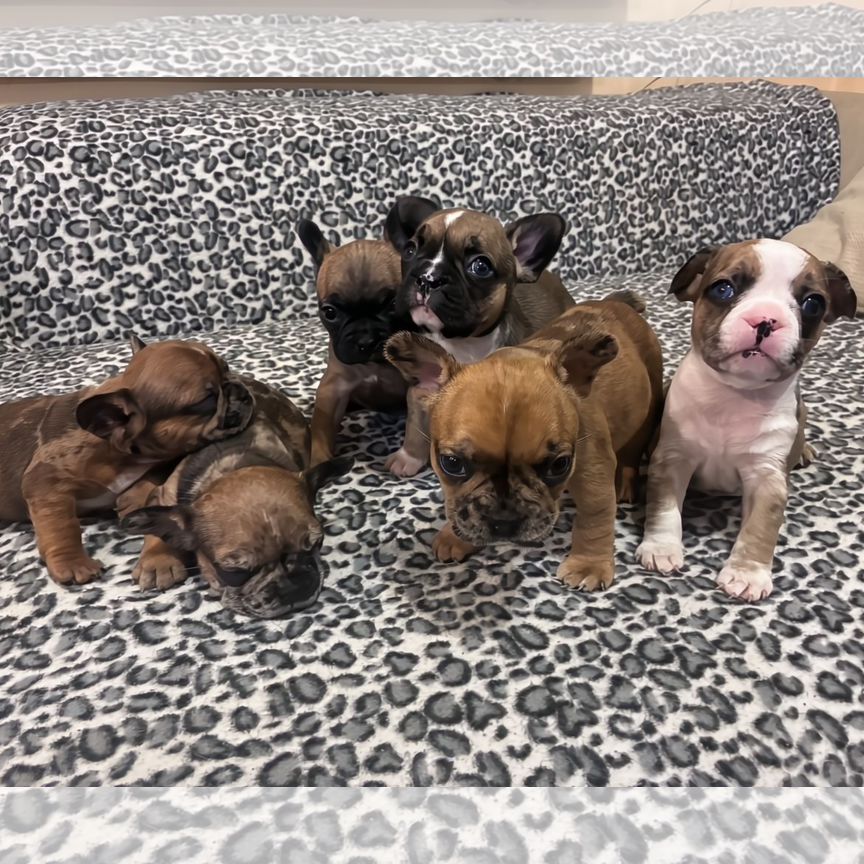 Французский бульдог, щенок