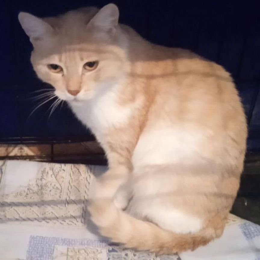 Взрослая кошка в добрые руки