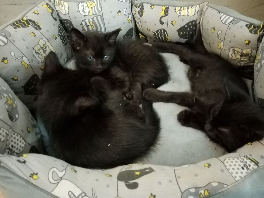 Шотландские прямоухие котята