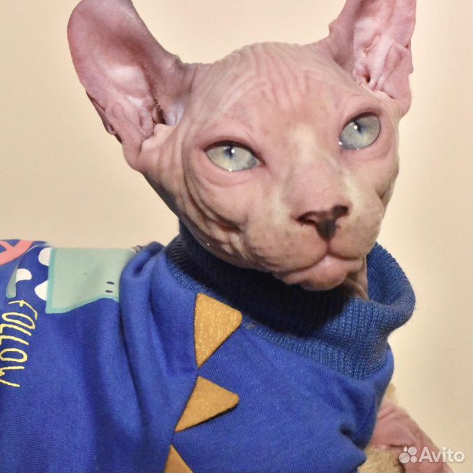 Котята двэльф/двельф
