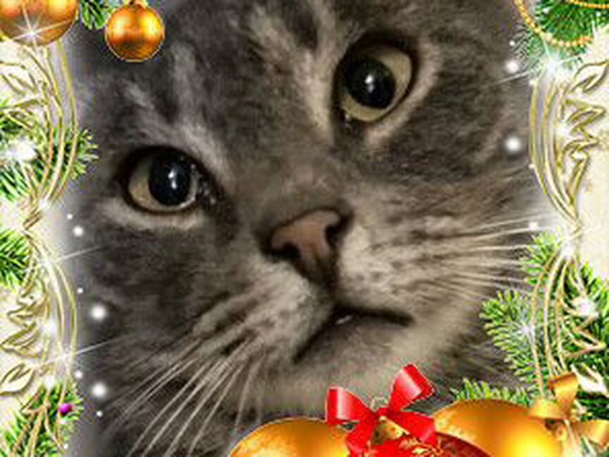 Раскосая красавица ищет передержку или сразу дом