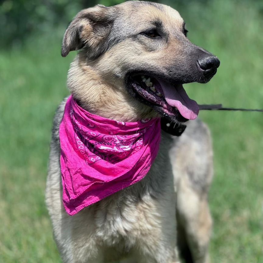 Брусничка очаровашка в добрые ручки