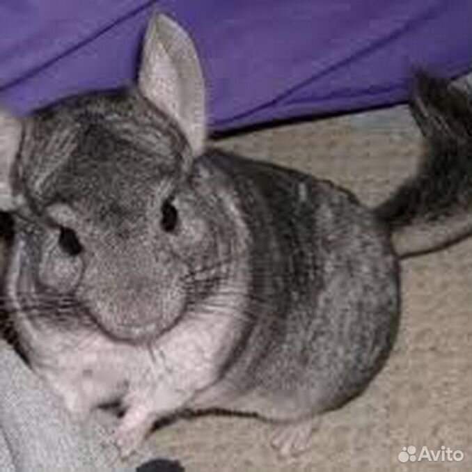 Шиншила 4 месяца мальчики