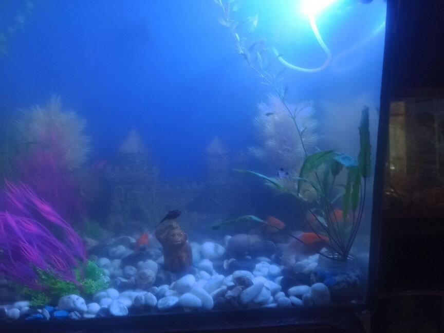 Аквариум