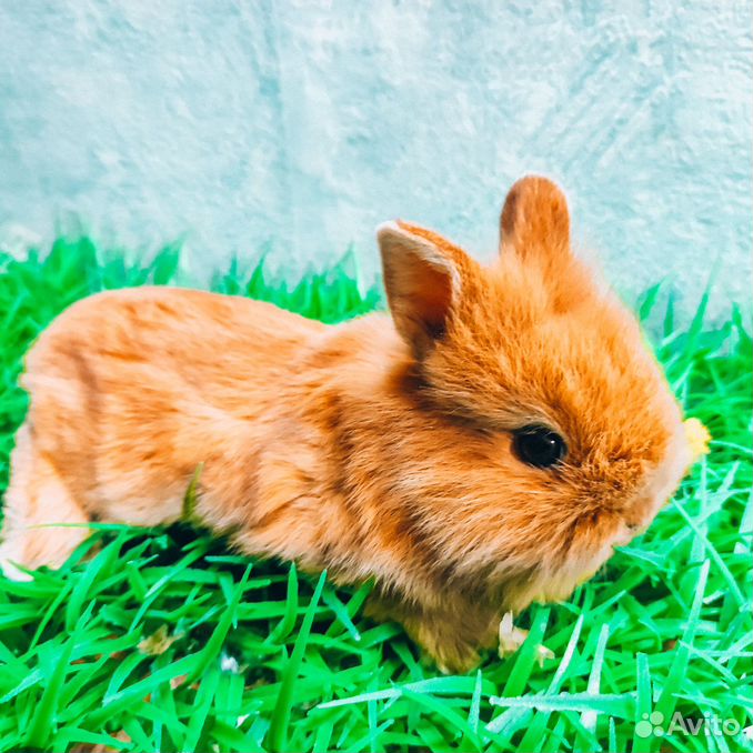 Карликовый кролик - очень редкий