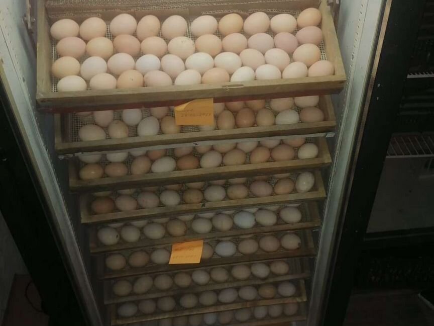 1Инкубатор для яиц и выводной шкаф автоматические