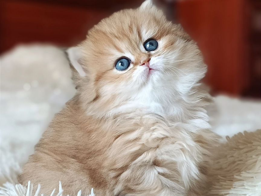 Британские котята в золотых окрасах