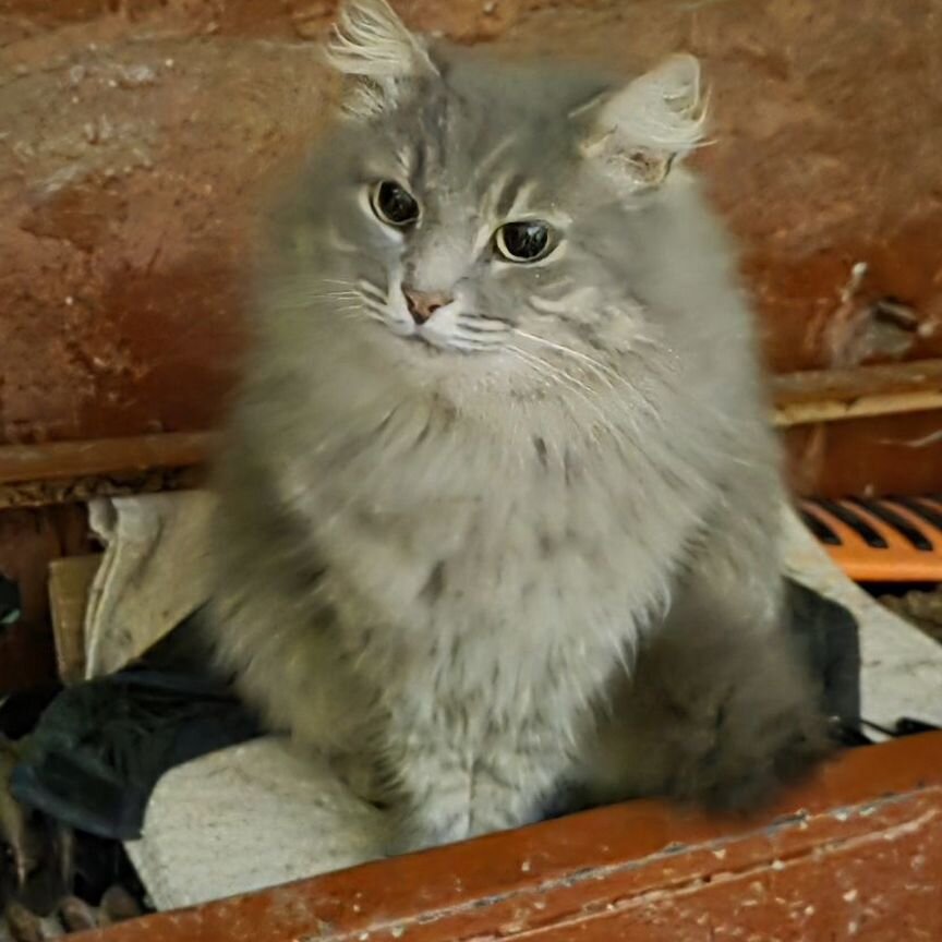 Сибирский, взрослый кот