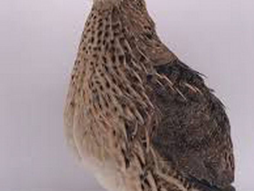 Перепела самец