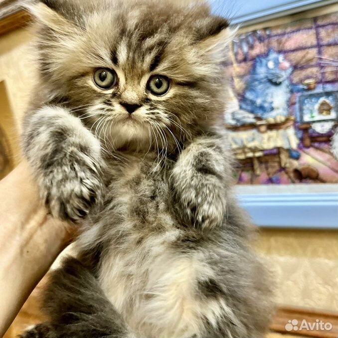 Шотландец хайленд длинношерстный