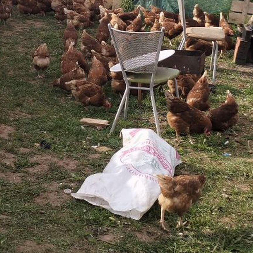 Птица