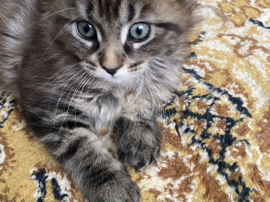 Кошечка мейн-кун