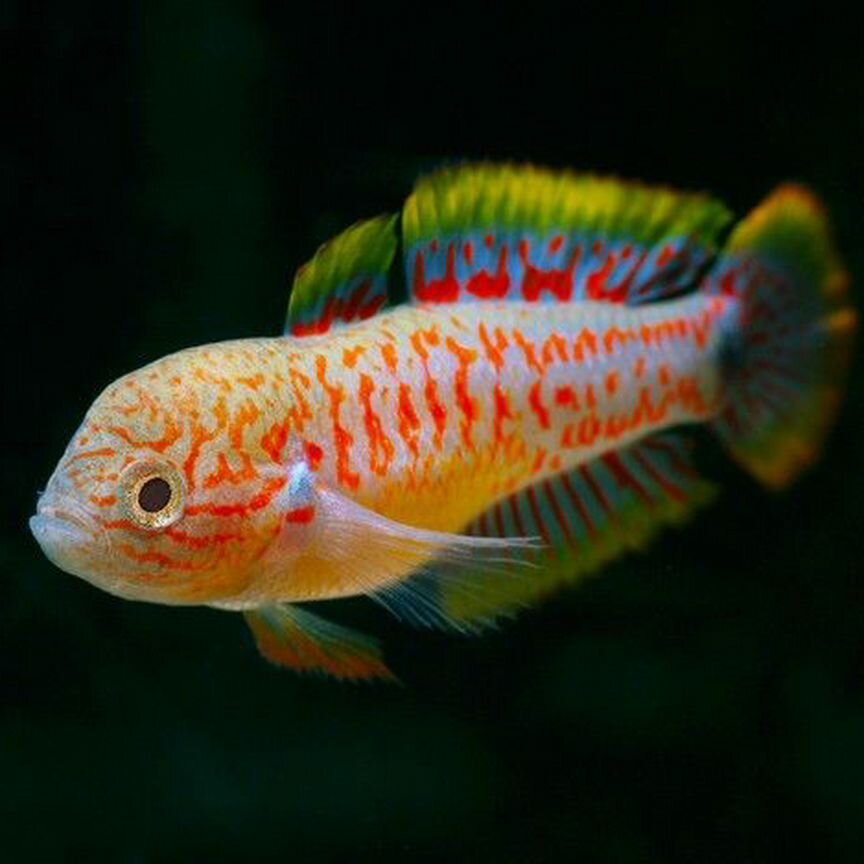 Ищу рыбку ковровый элеотрис (павлиний бычок)