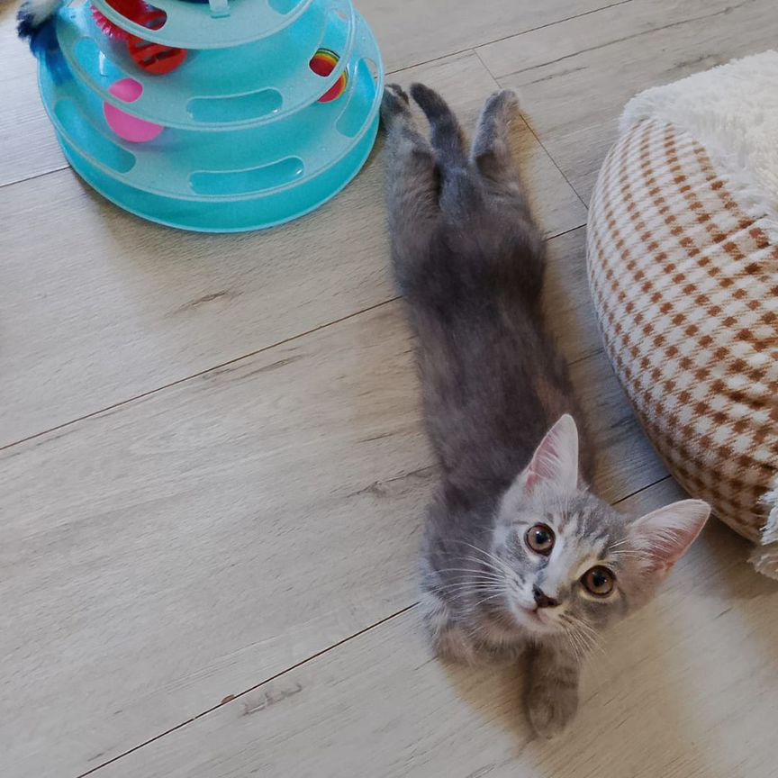 Девочка в добрые руки бесплатно