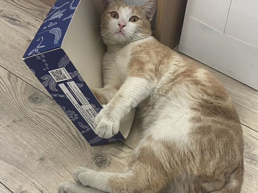 Рыжий кот мальчик в добрые руки