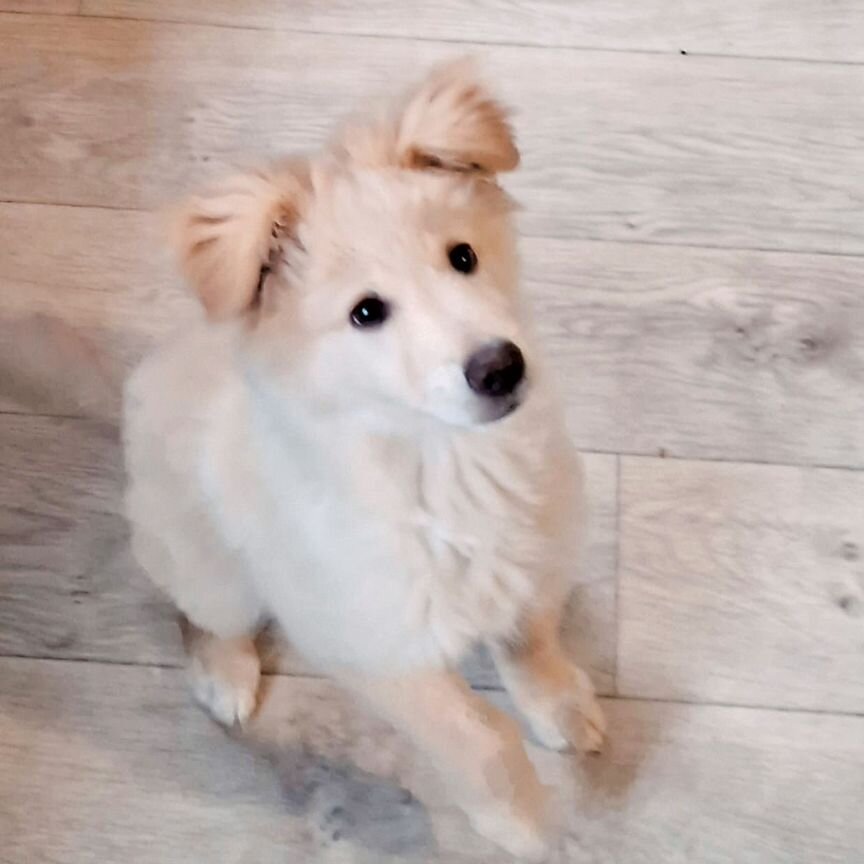 Щенок 3 месяца