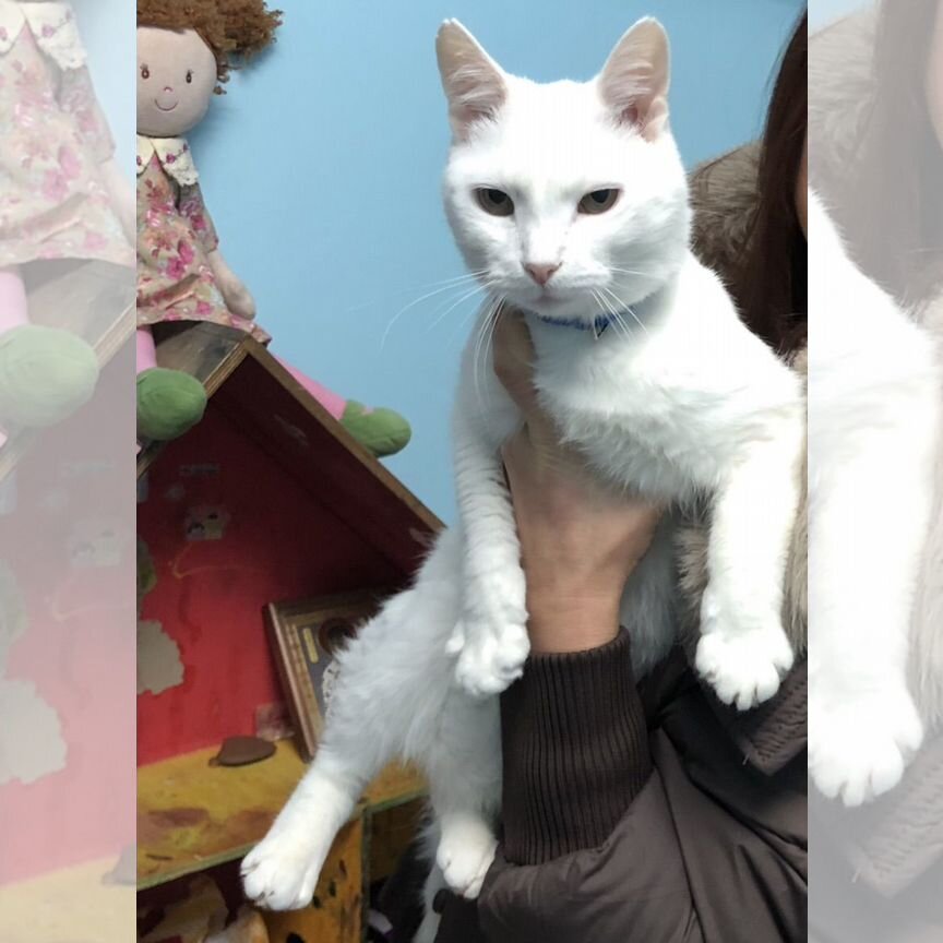 Взрослый кот в добрые руки