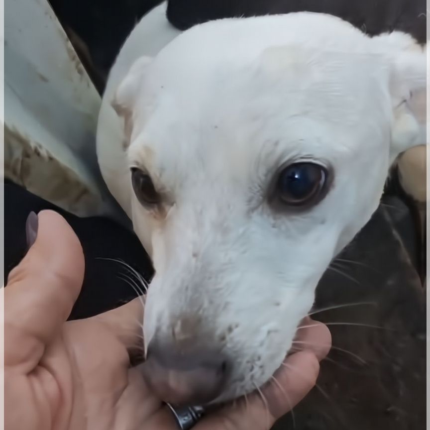 Взрослая собака в добрые руки