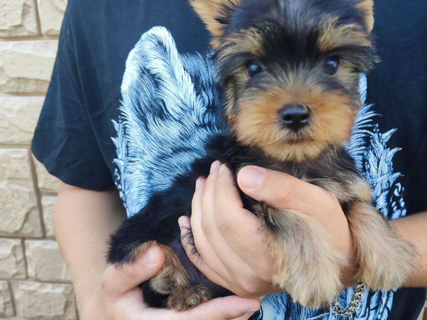 Йоркширский терьер мини щенки