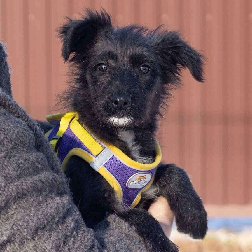 Щенок в добрые руки