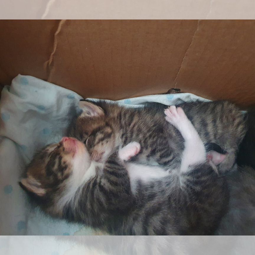 Котята в добрые руки
