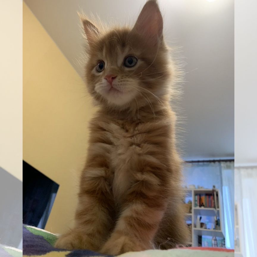 Мейн-кун котёнок