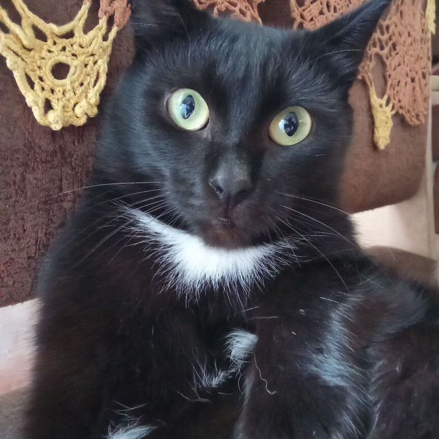 Отдам в добрые руки кота