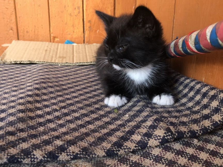 Кошки в добрые руки даром