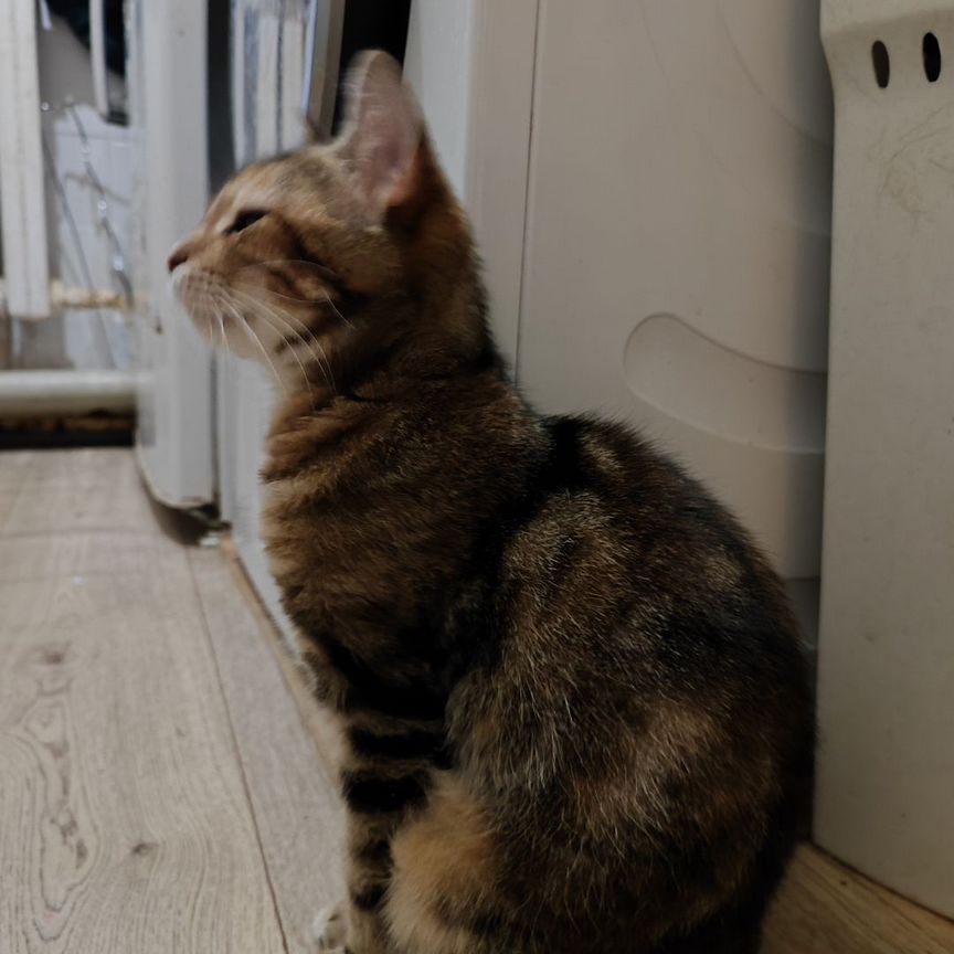 Кошка